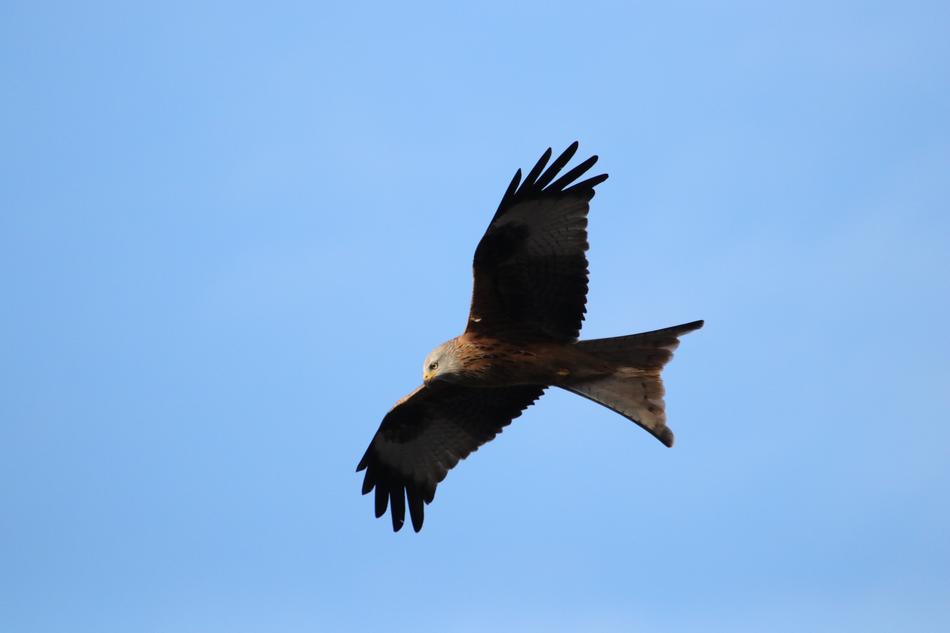 Red Kit Bird Of Prey Carrion free image download