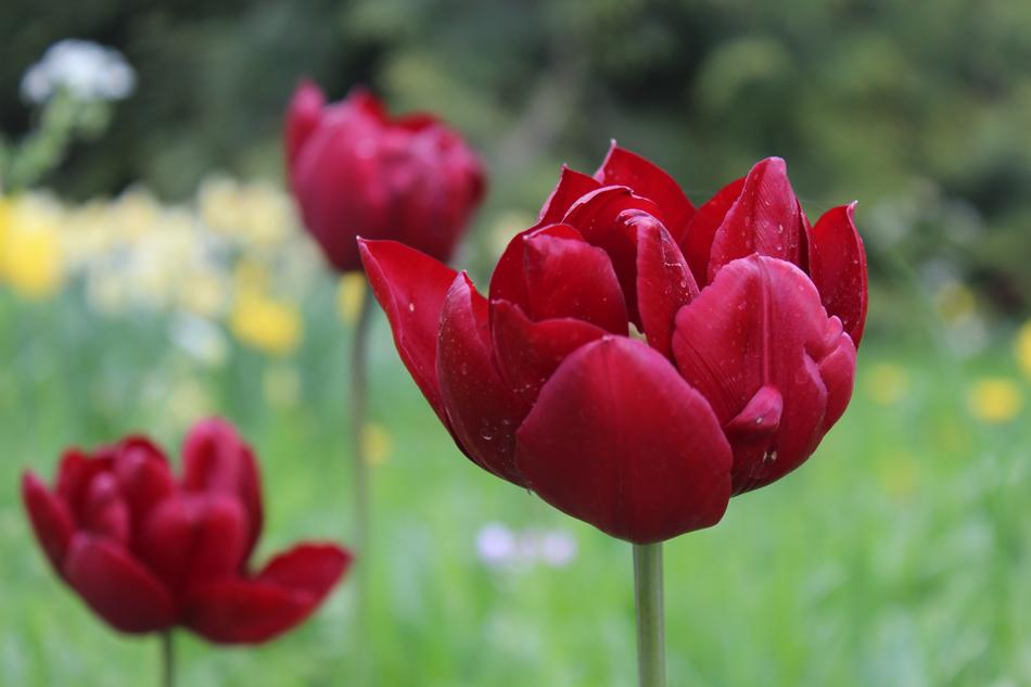 Flower Close Up free image download