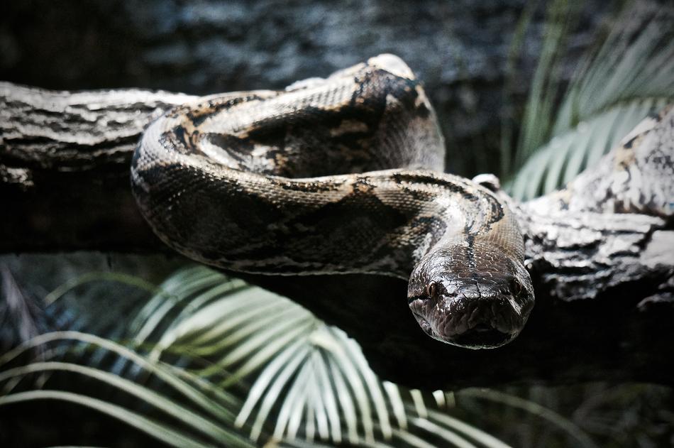 Snake Python Constrictor free image download
