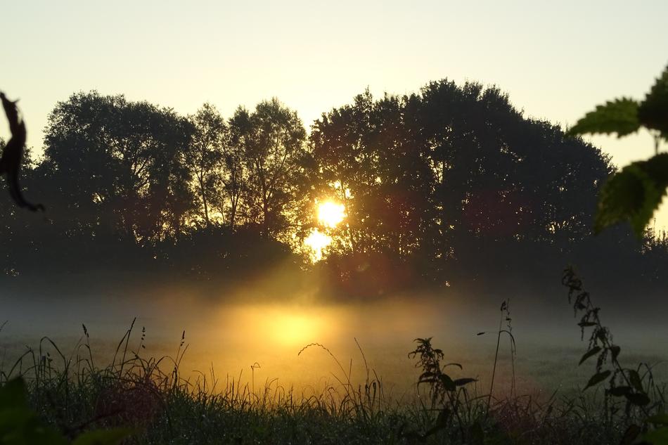 Autumn Fog Mood free image download