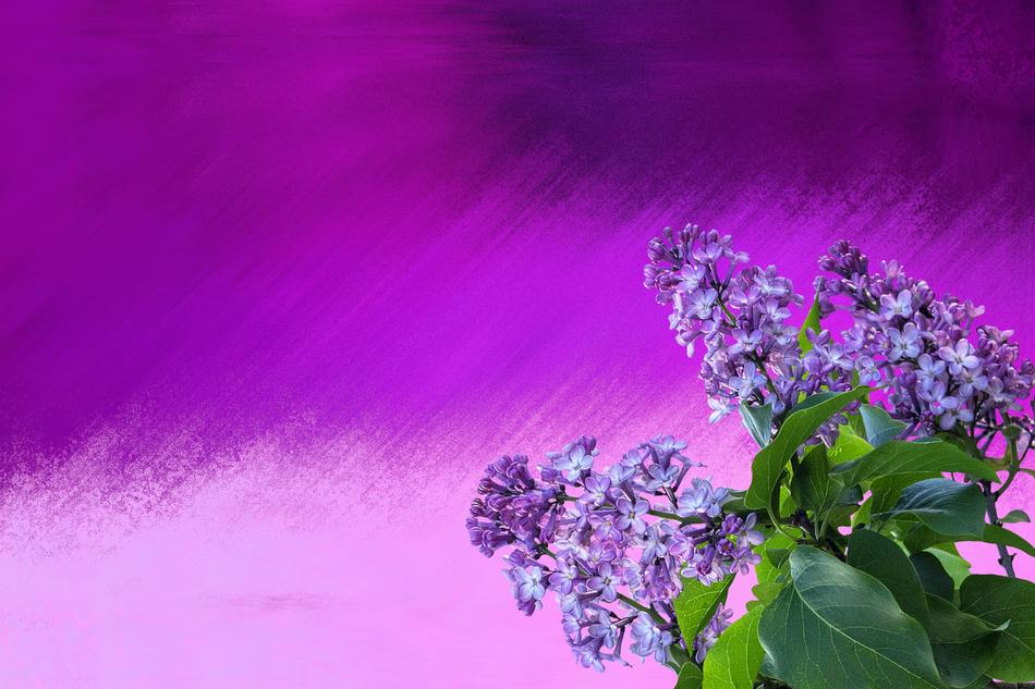 Spring Lilac Nature free image download