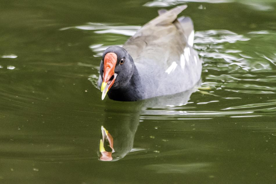 Water Wildlife Pool free image download