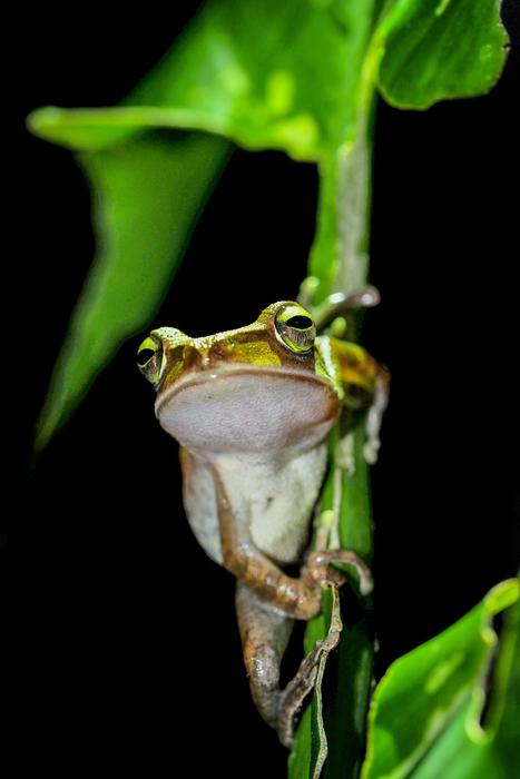 Tree Frog Night Fuyang park free image download