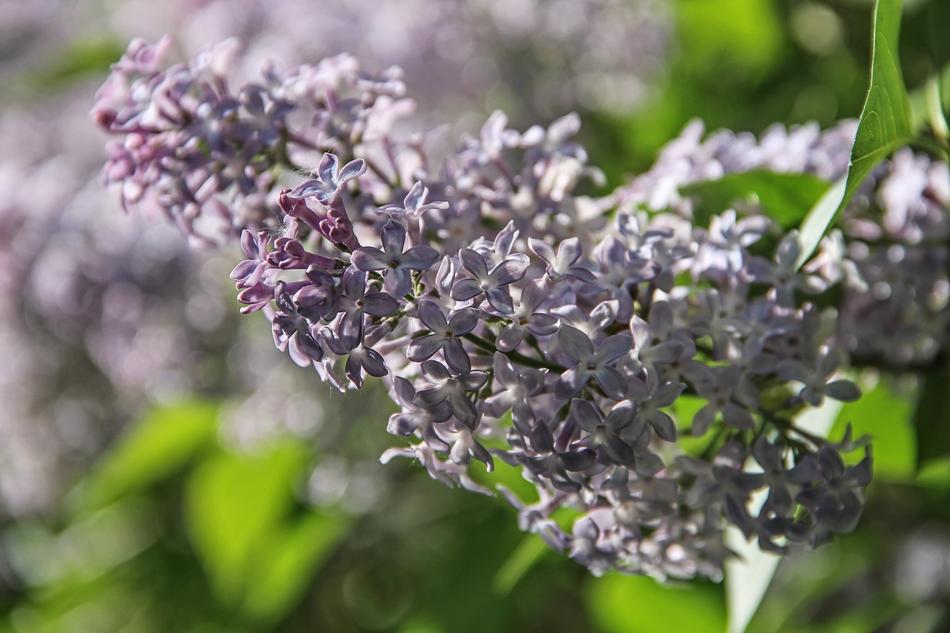 Lilac Purple Blossom free image download