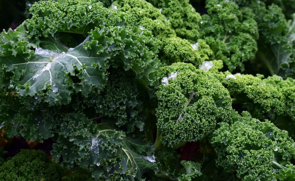 Close up of fresh broccoli free image download