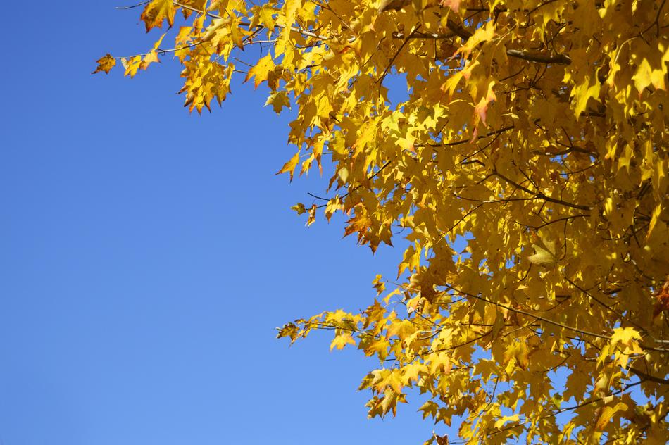 Yellow Tree Orange free image download