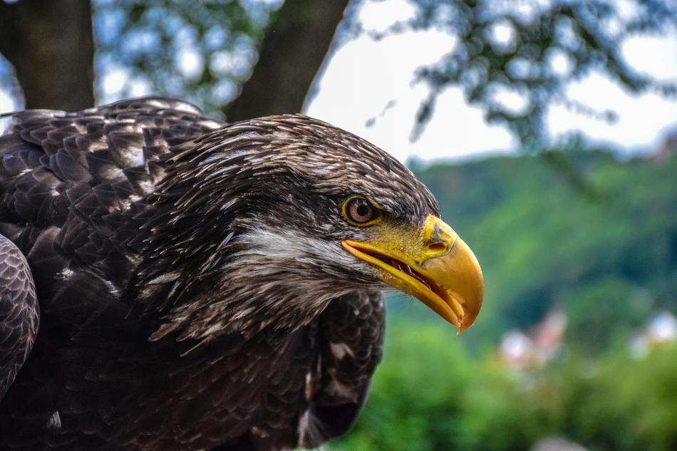 Adler Bird Of Prey Animal free image download