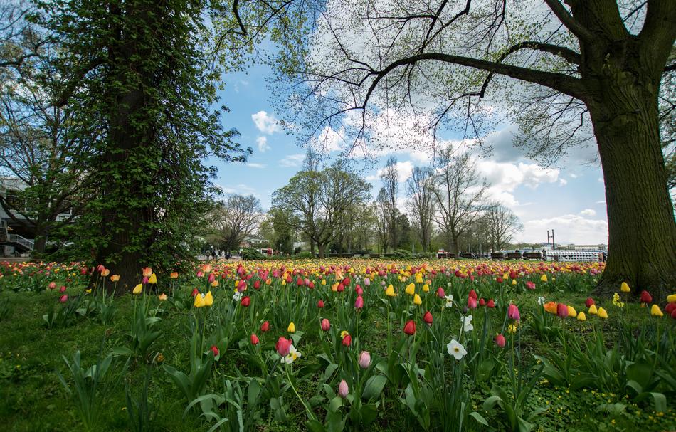 Flower Tree Nature free image download