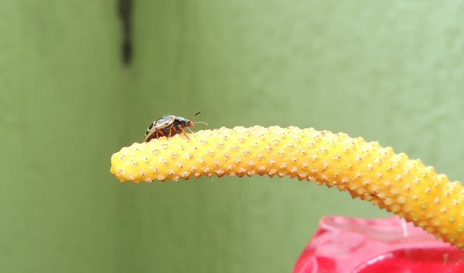 Nature Insect Wild Life free image download