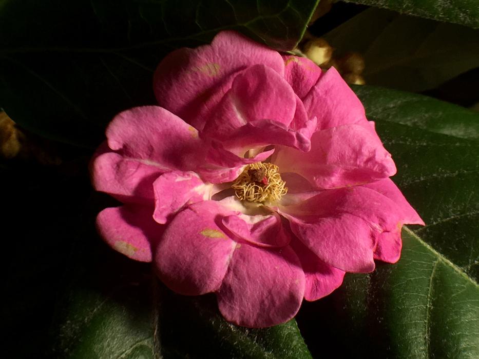 Fuchsia Pink Pistils Flower free image download