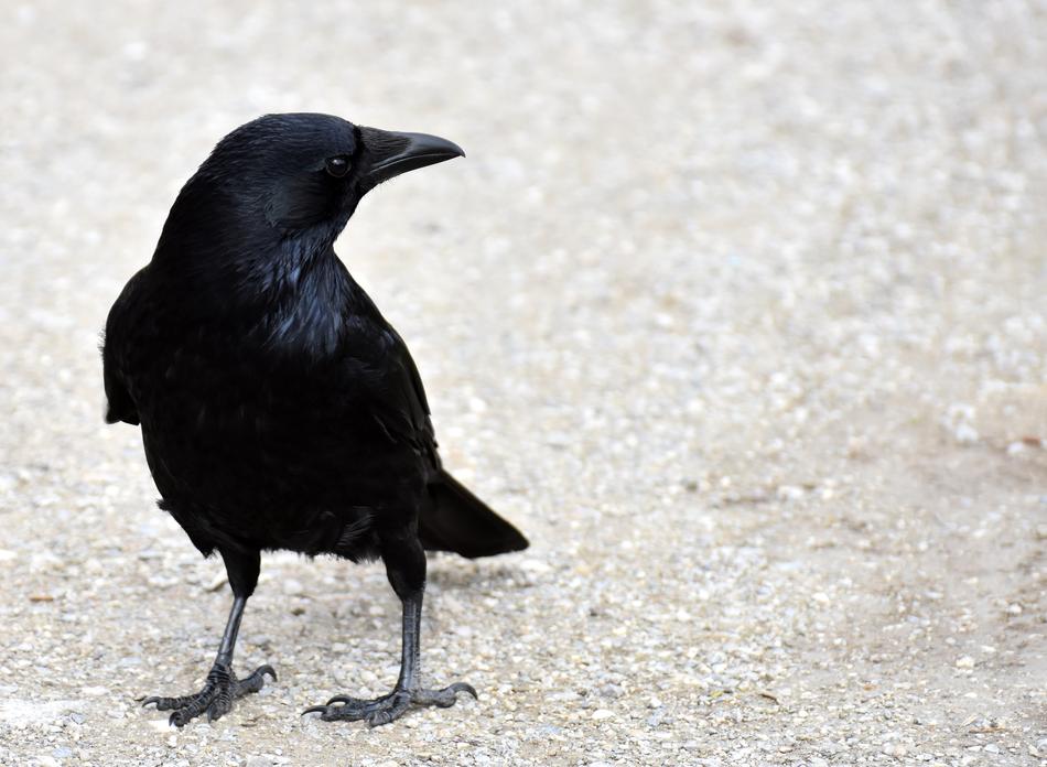 Common Raven Bird free image download