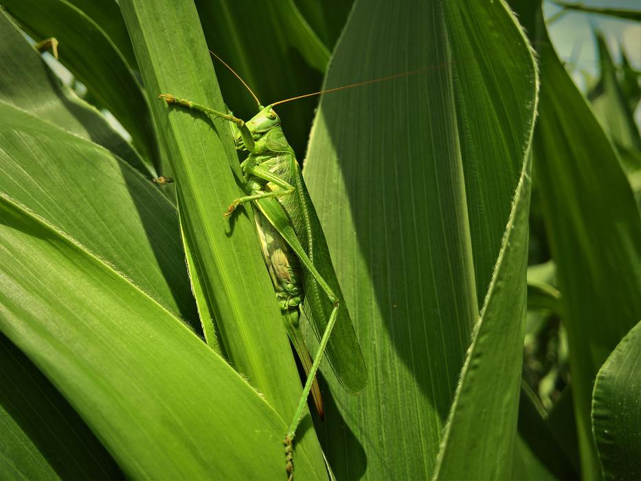 Insect Locust Corn free image download
