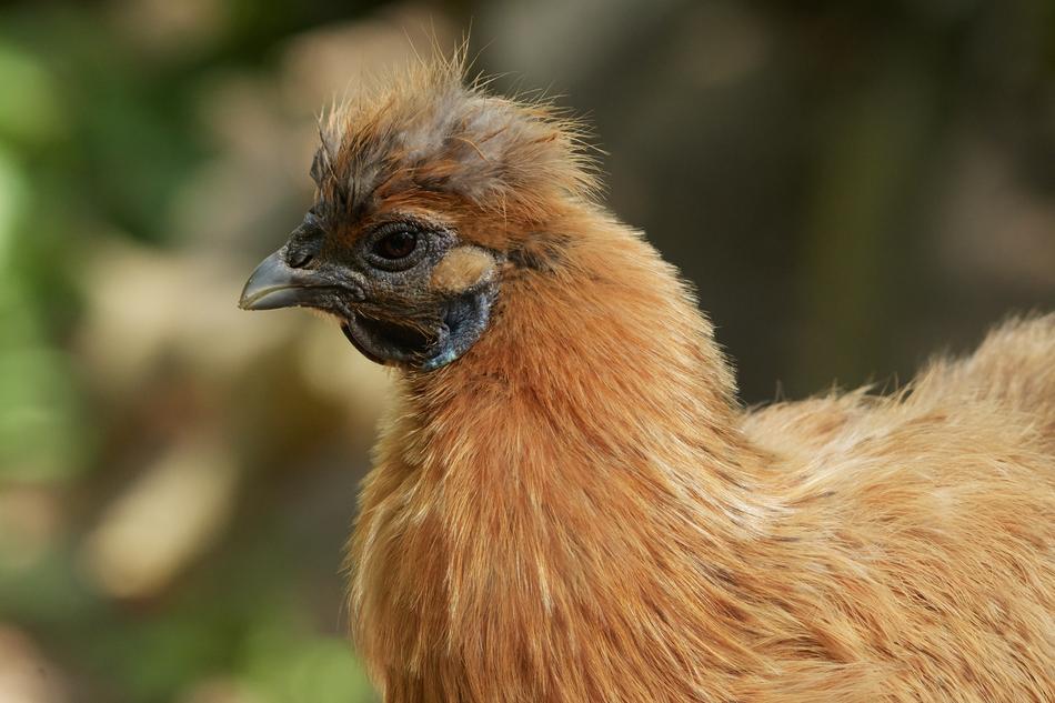 Chicken Animal Nature free image download