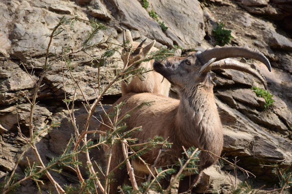 Nature Animals Rock free image download