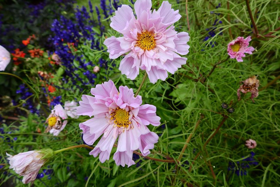 Flowers The Beauty Of Nature free image download