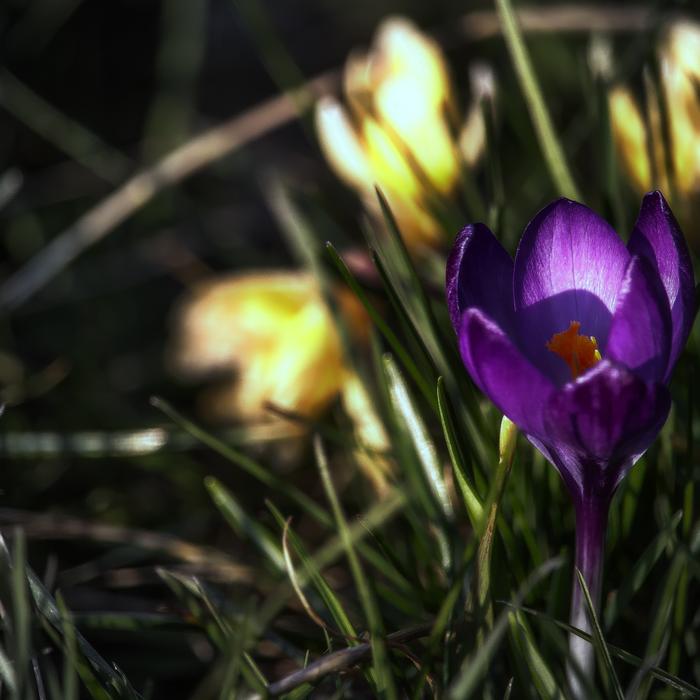Crocus Blossom Bloom free image download