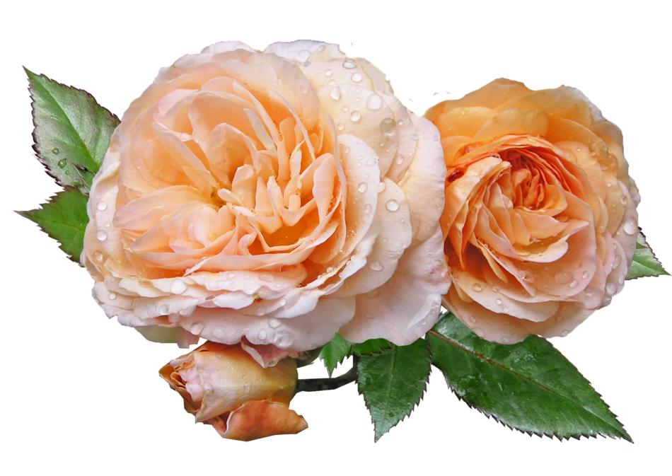 Roses Apricot Leaves free image download