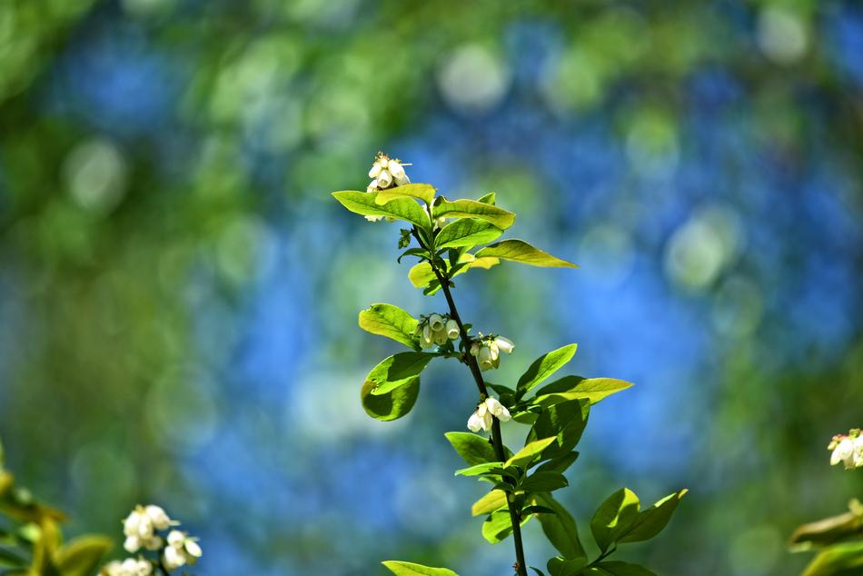 Twig Shrub Flower free image download