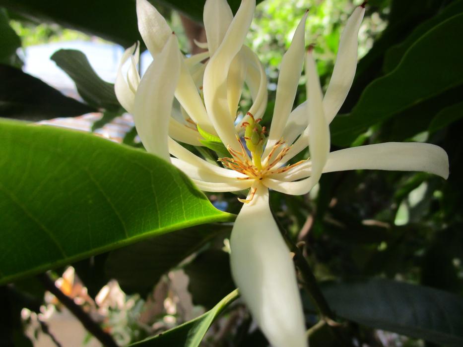 White Champaca Sandalwood free image download