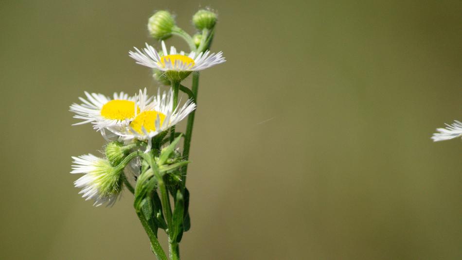 Flower Luka Plant free image download