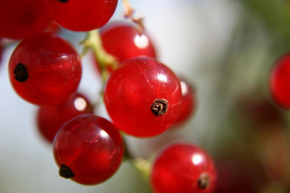 Currant Fruit Nature free image download