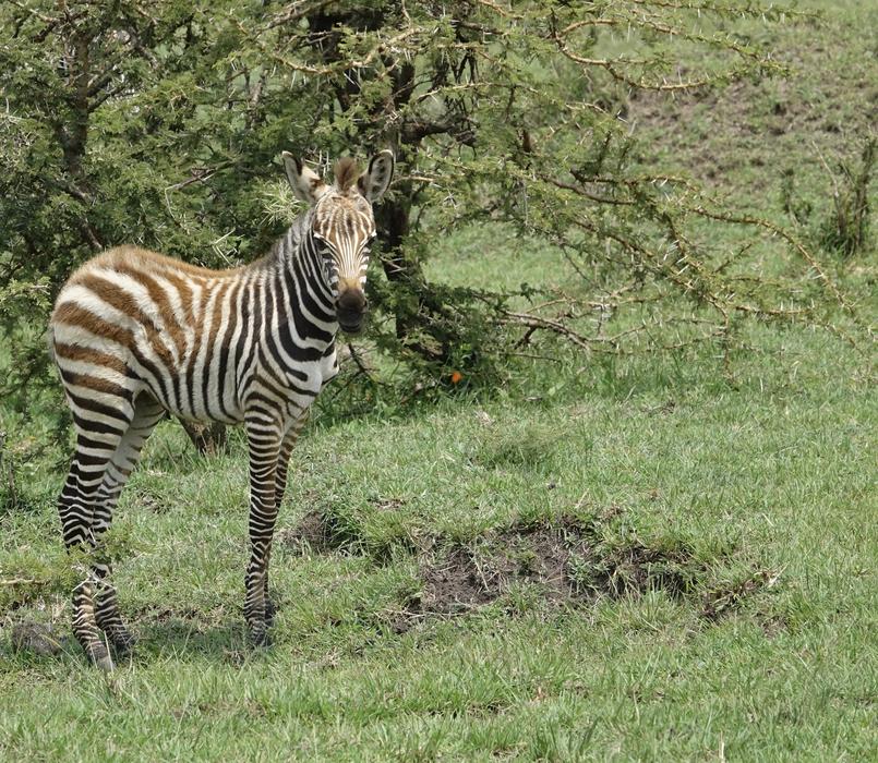 A small zebra on the grass free image download