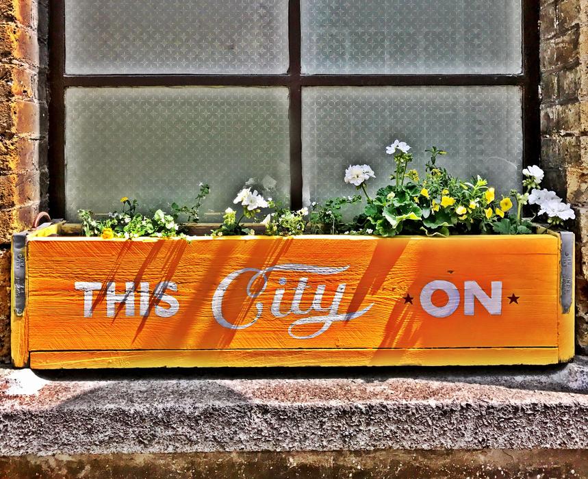 London Window Flower free image download