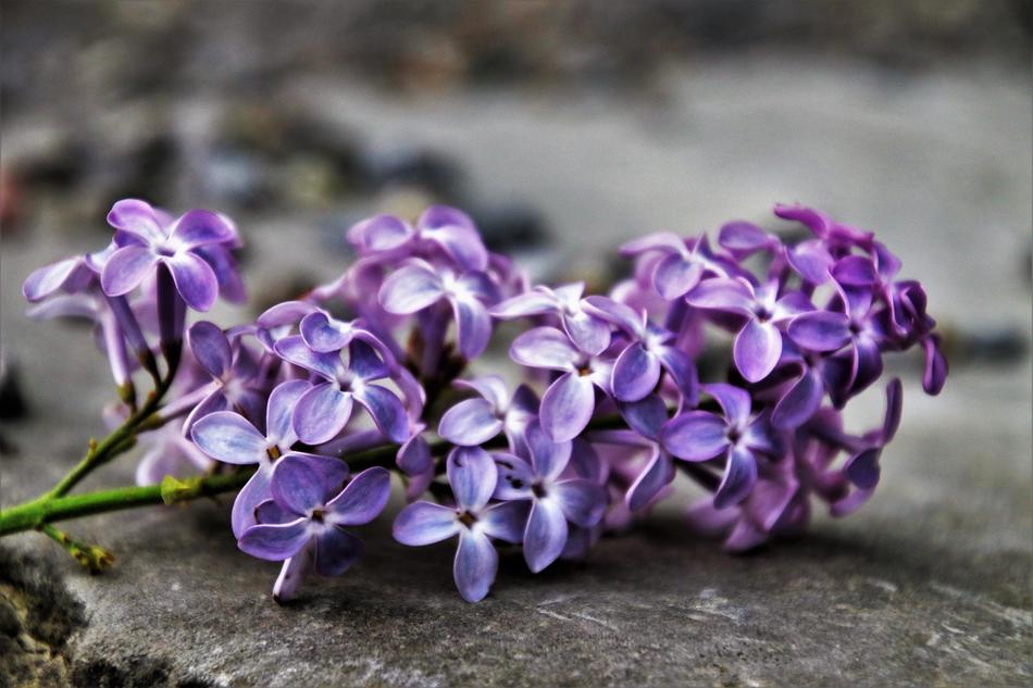 Without Flower Spring free image download