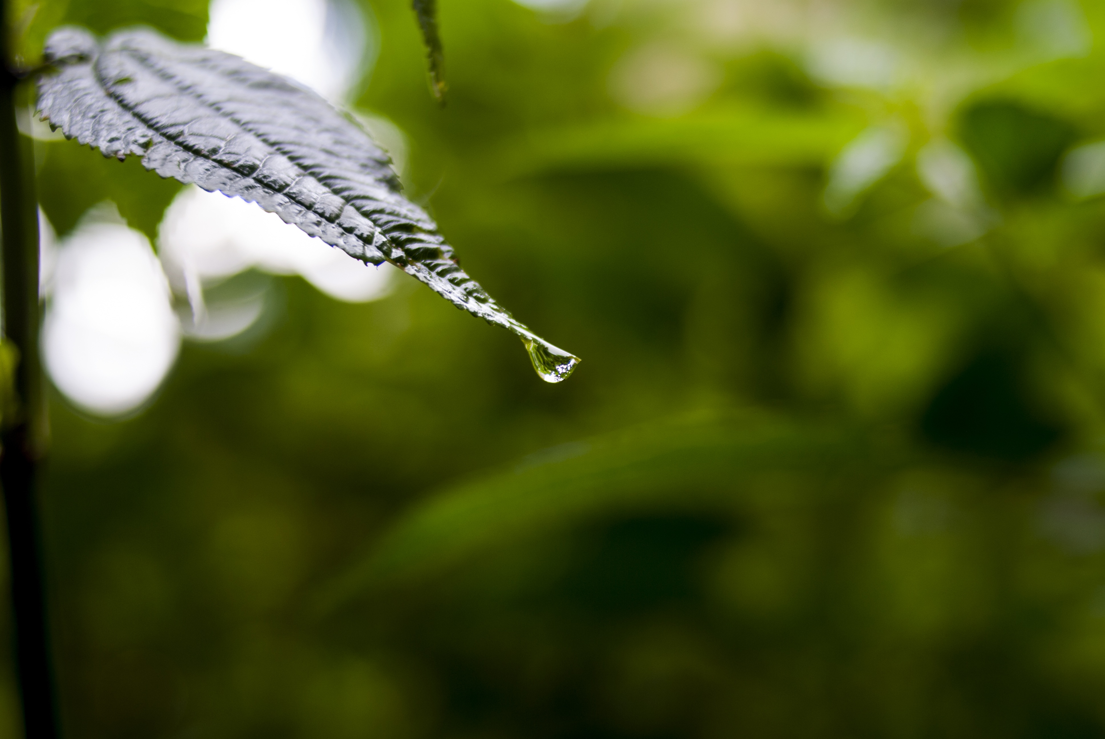 Nature Plant Leaf free image download
