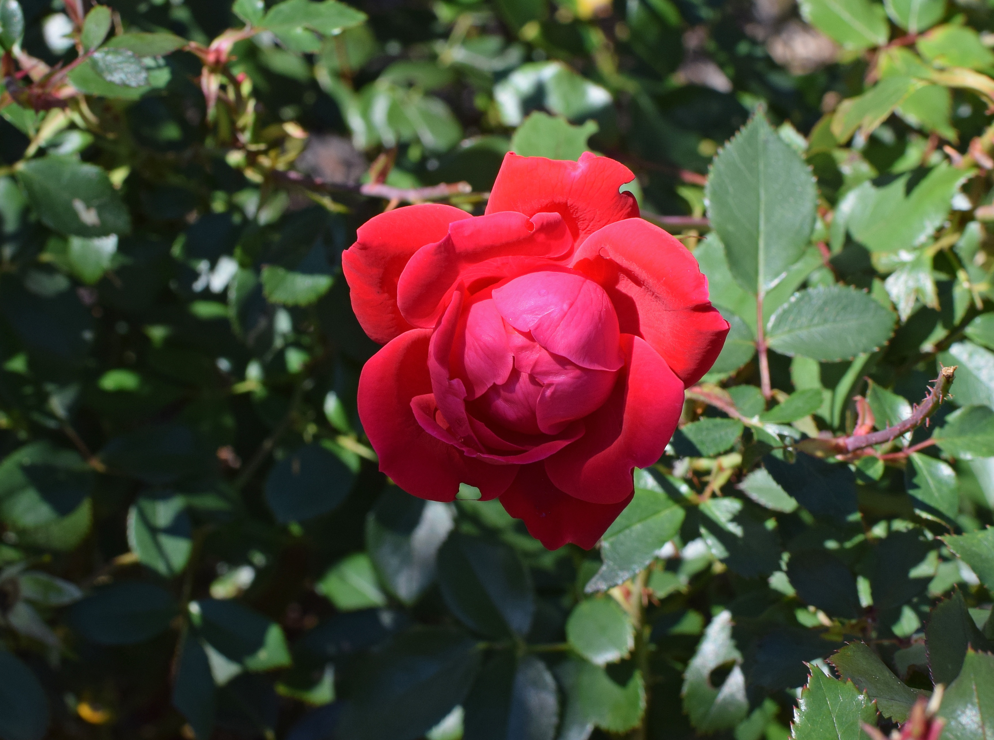 Fall Red Rose Bud Opening free image download