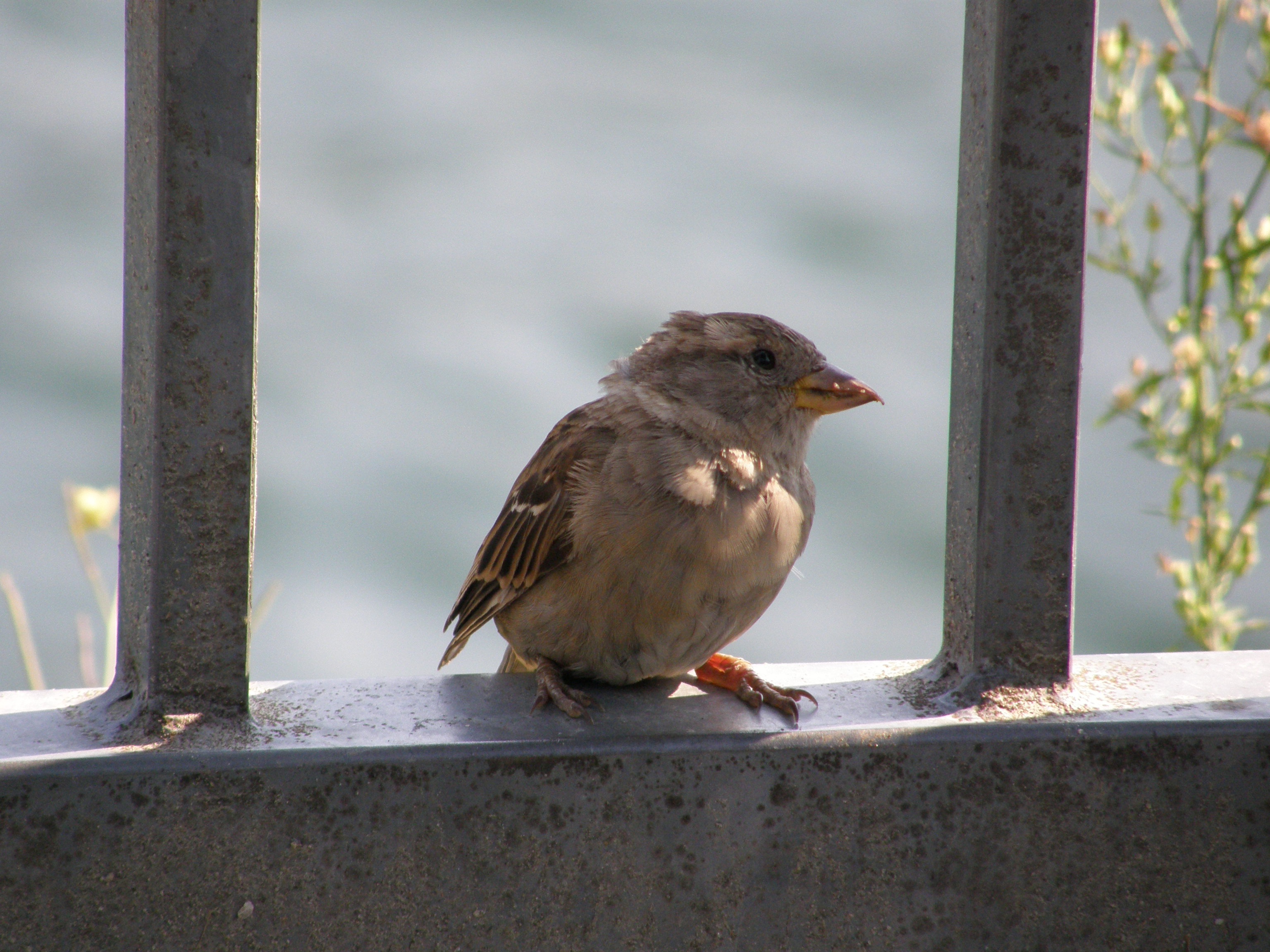 Nature Outdoors Little Bird free image download