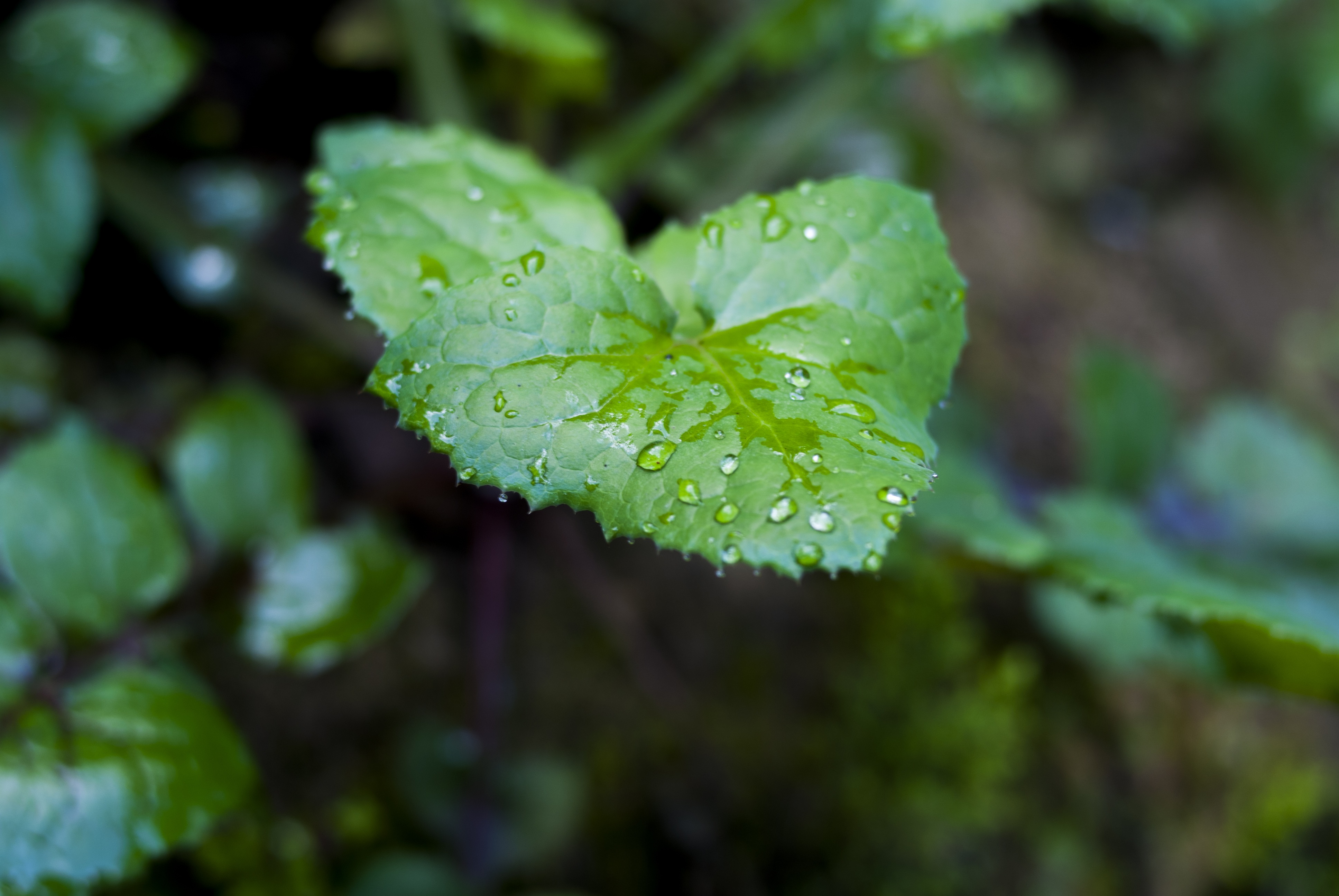Leaf Plant Nature free image download
