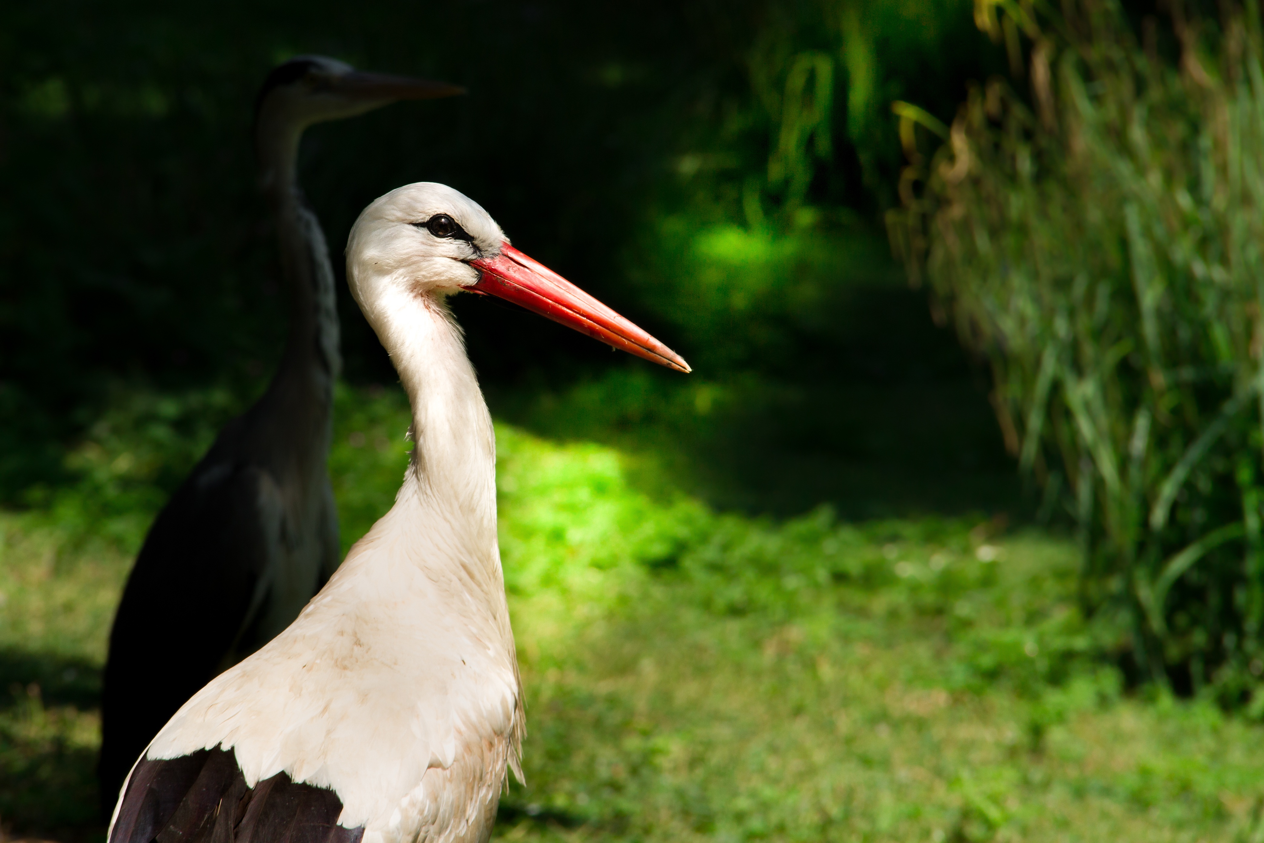 Stork Animal Bird in wildlife nature free image download