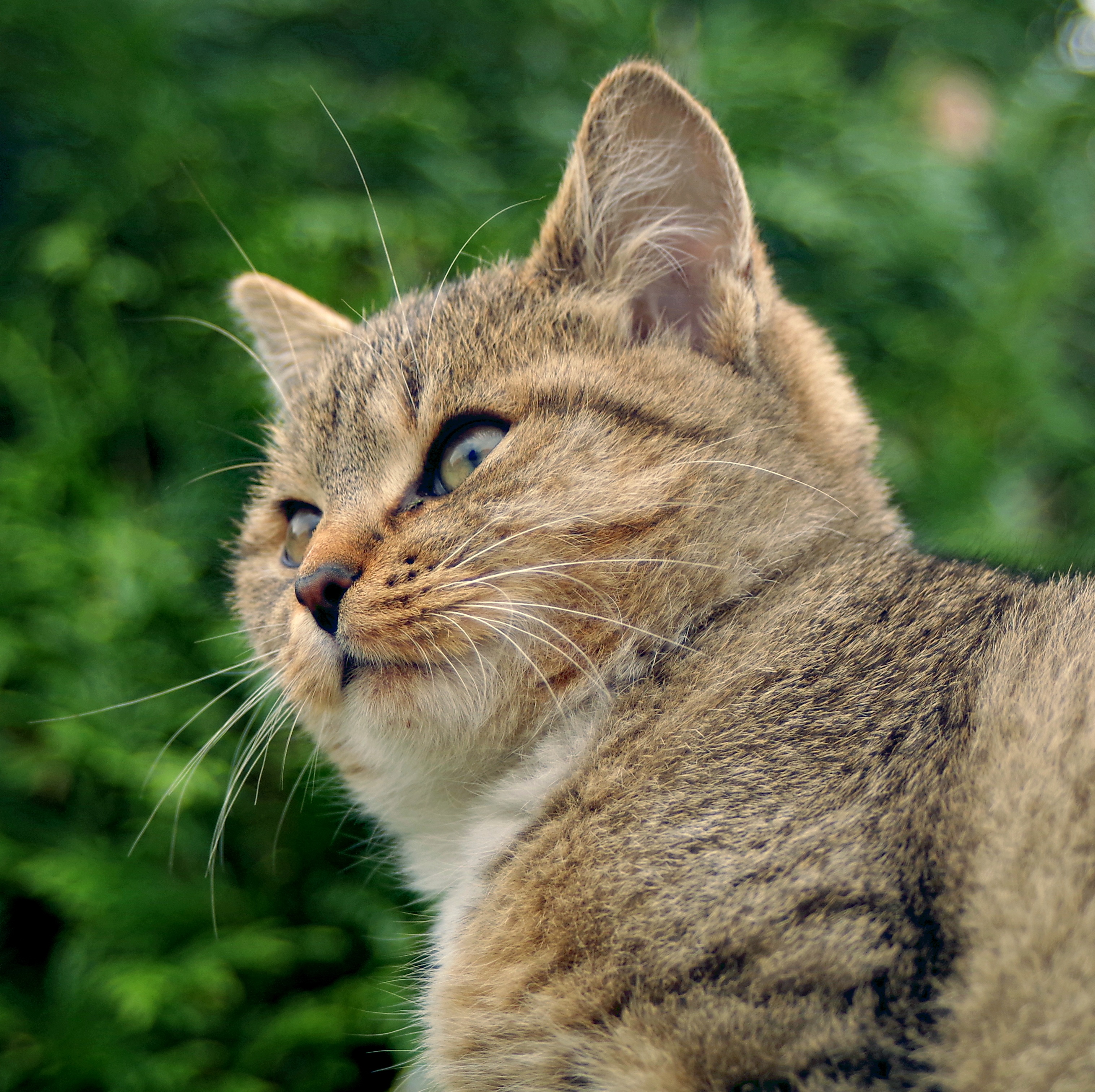 Cat Animals Look free image download