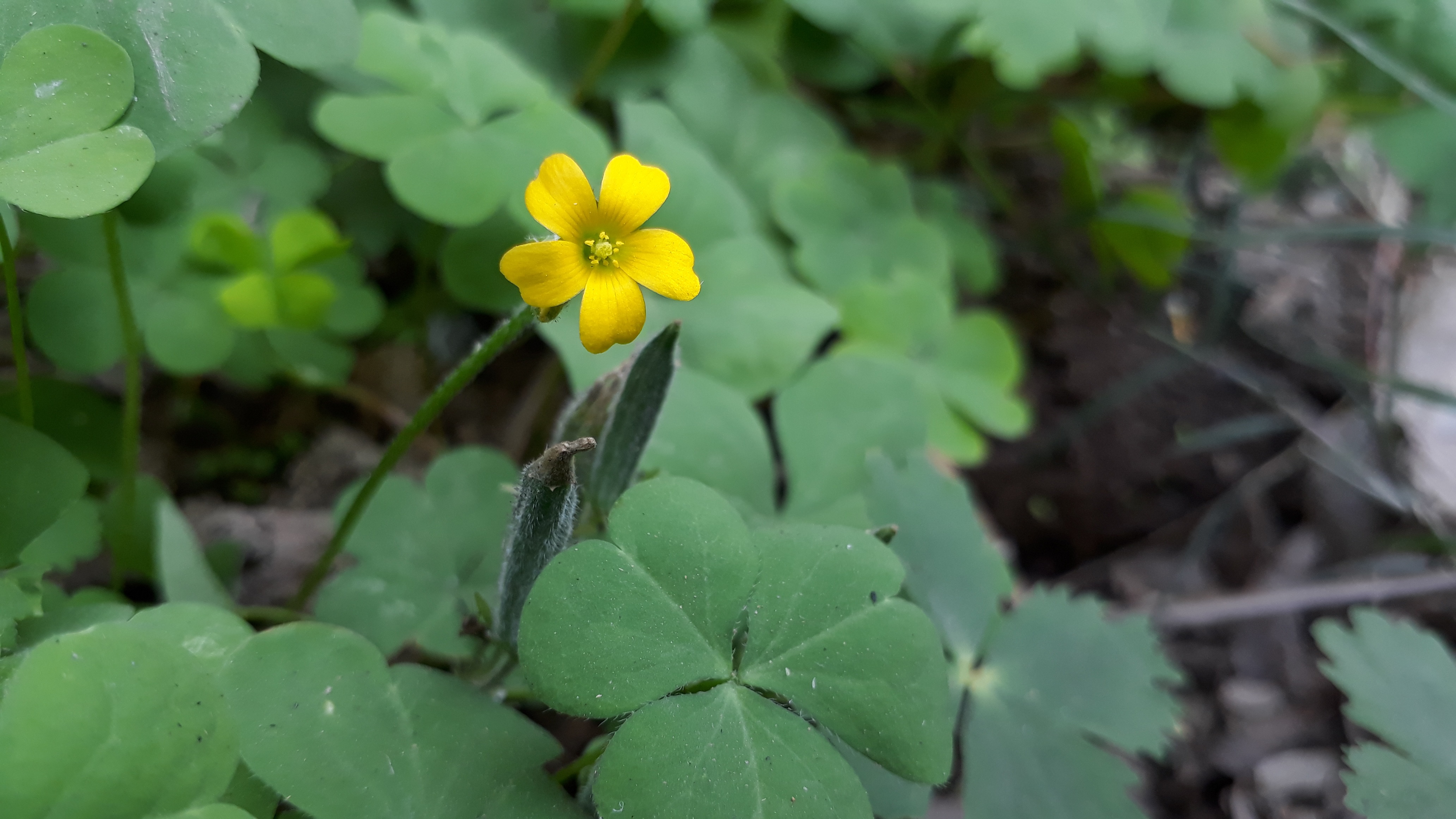Nature Flora Leaf free image download