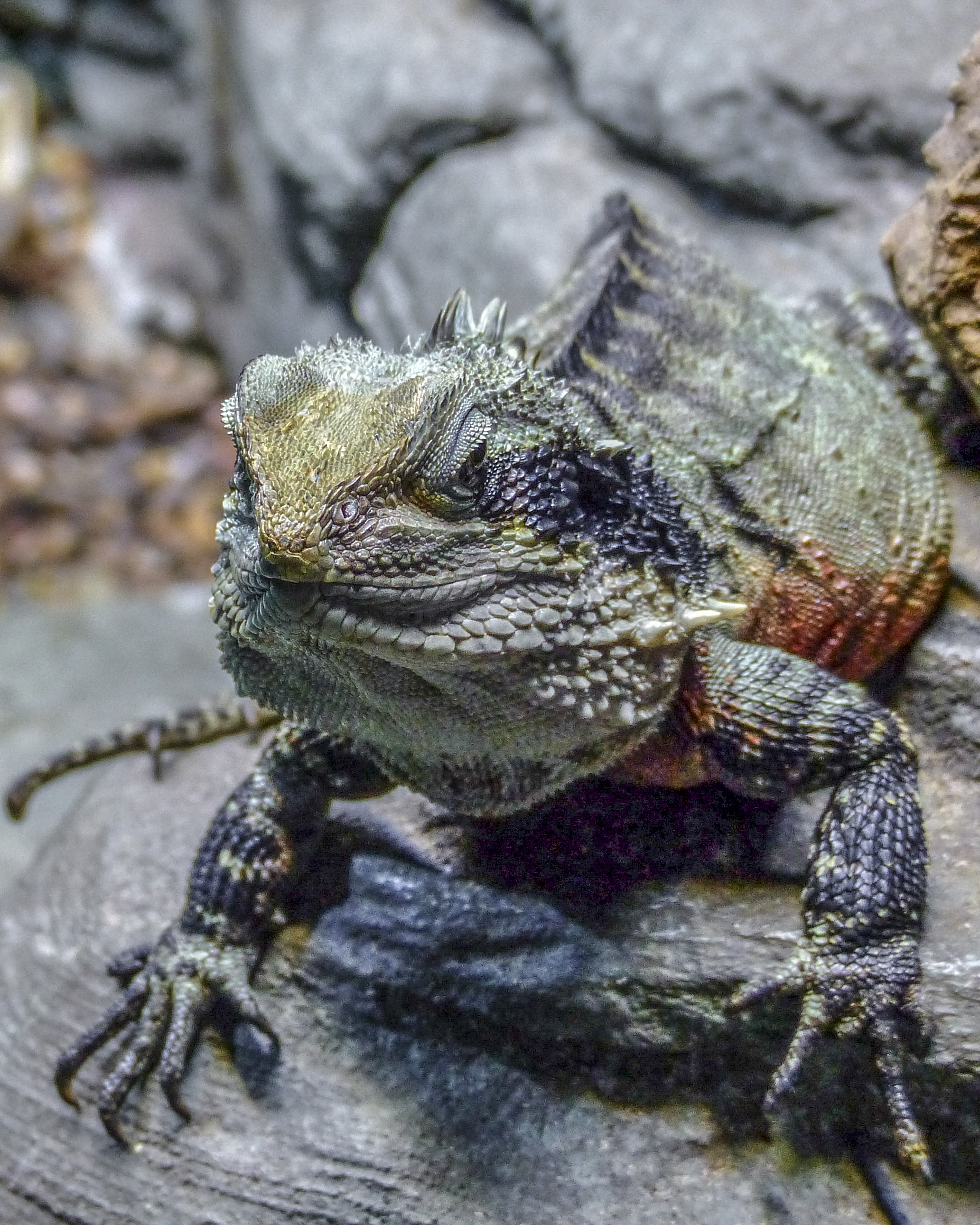 Lizard Reptile Animal free image download