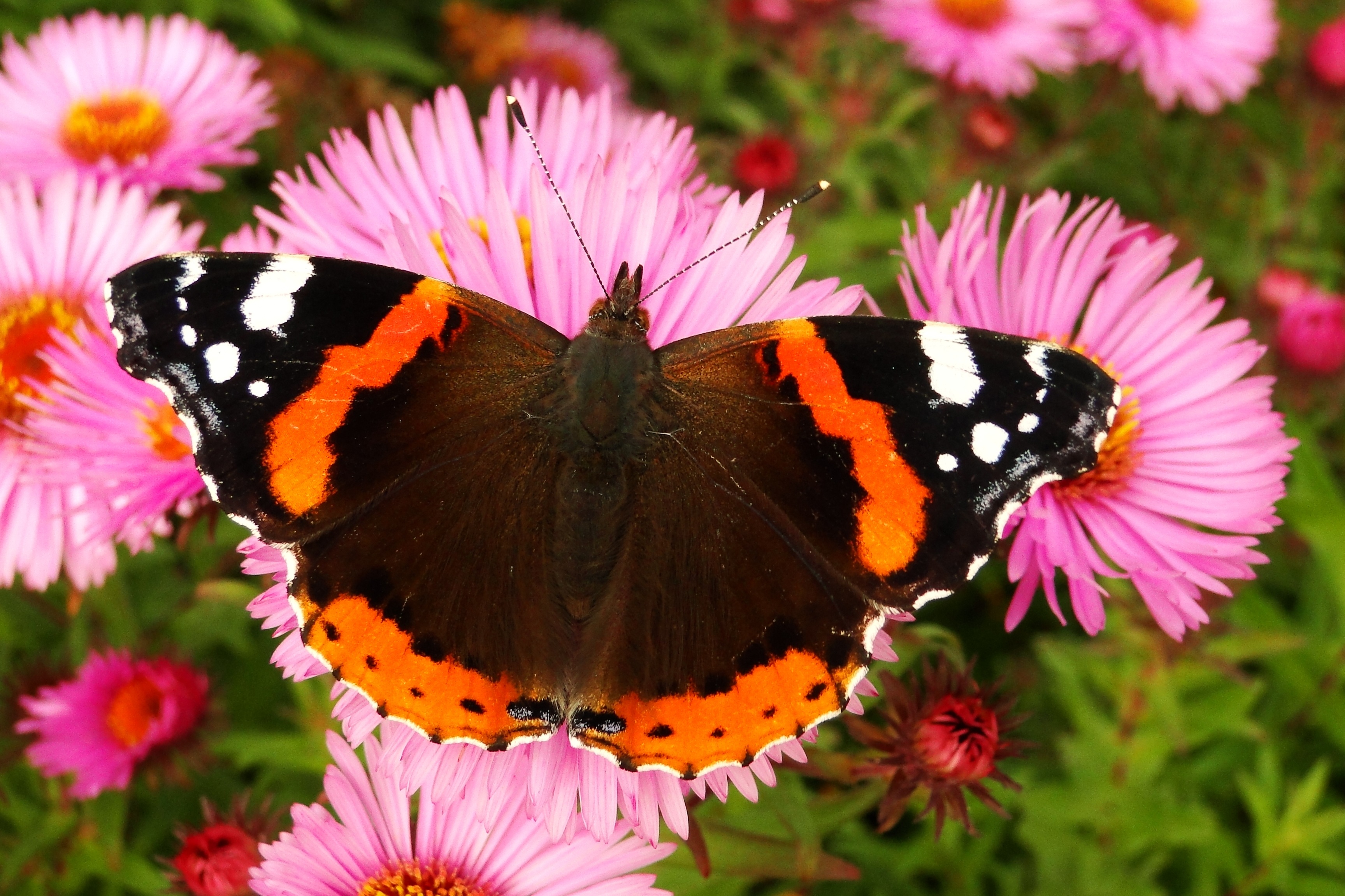 Nature Butterfly Day Flower free image download