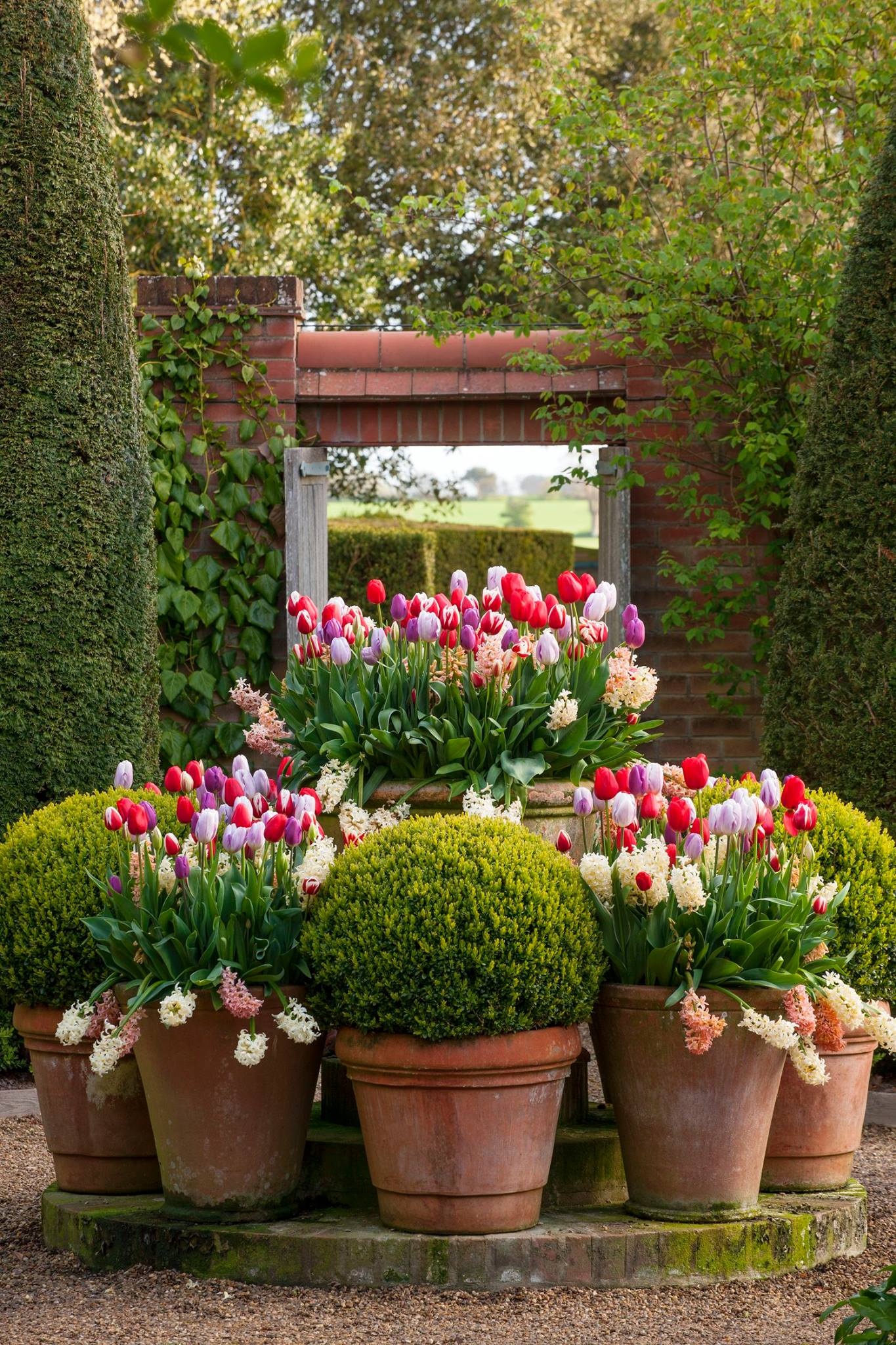 Flowers Plants free image download