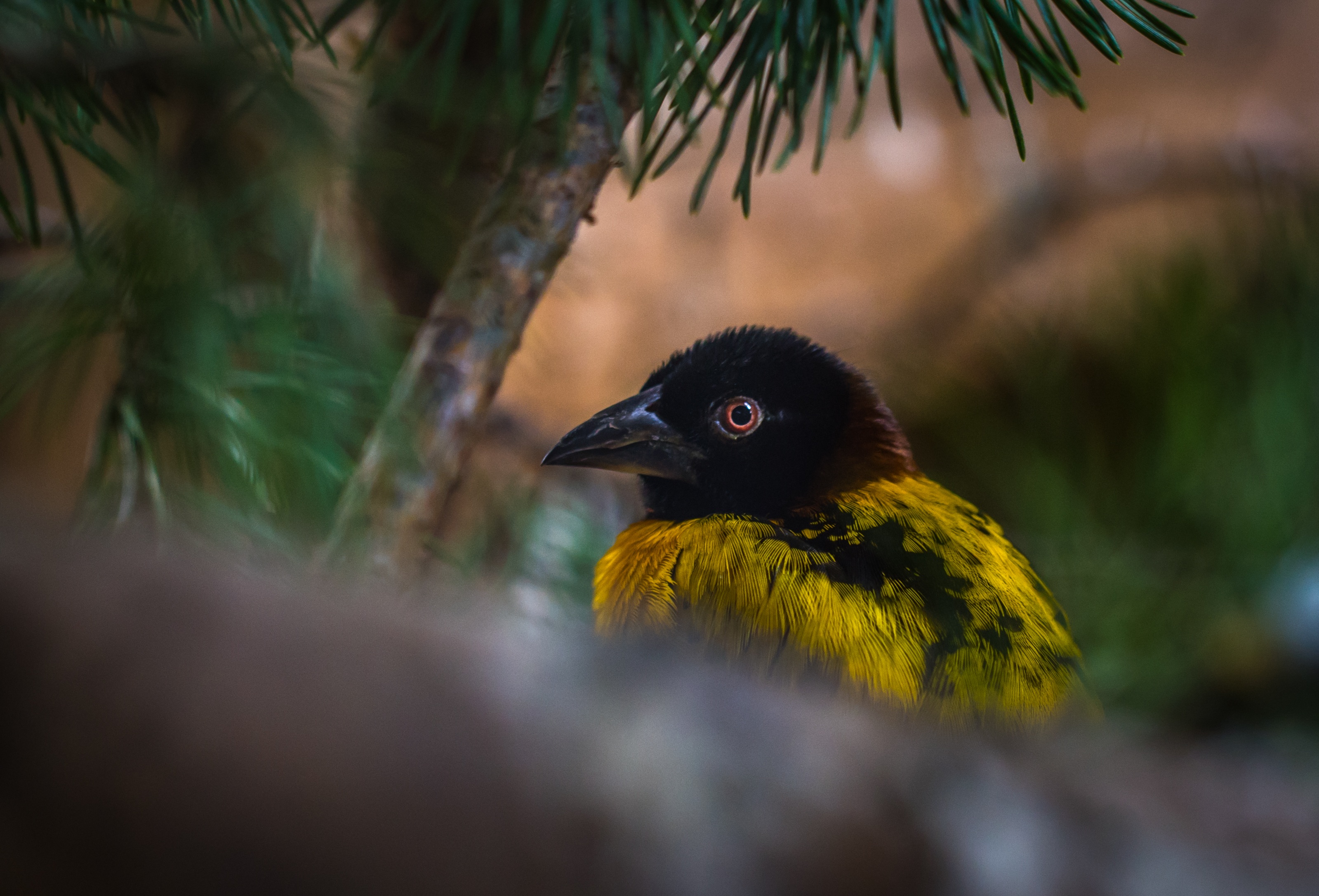 Bird Living Nature free image download