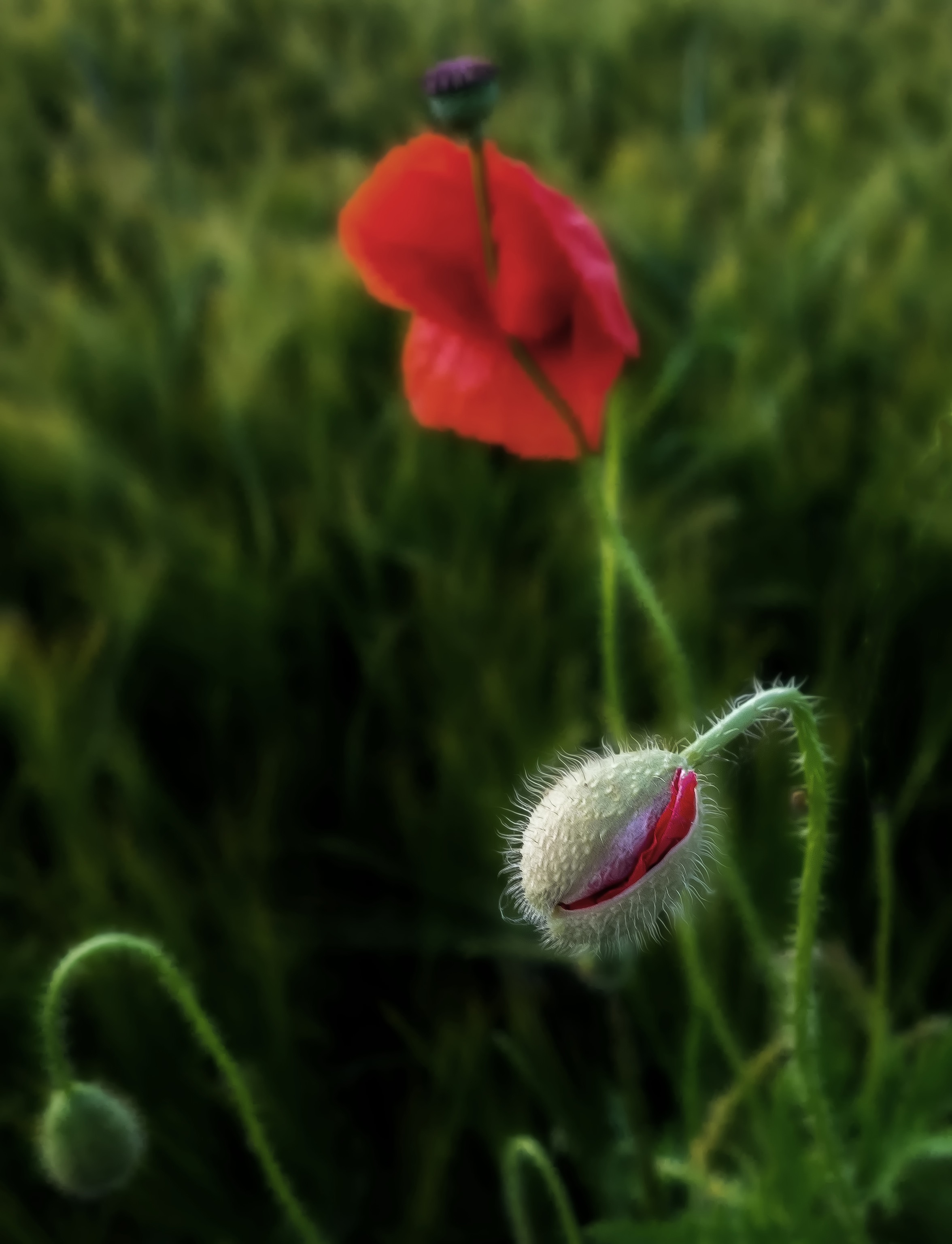 Red poppy flower landscape grass free image download