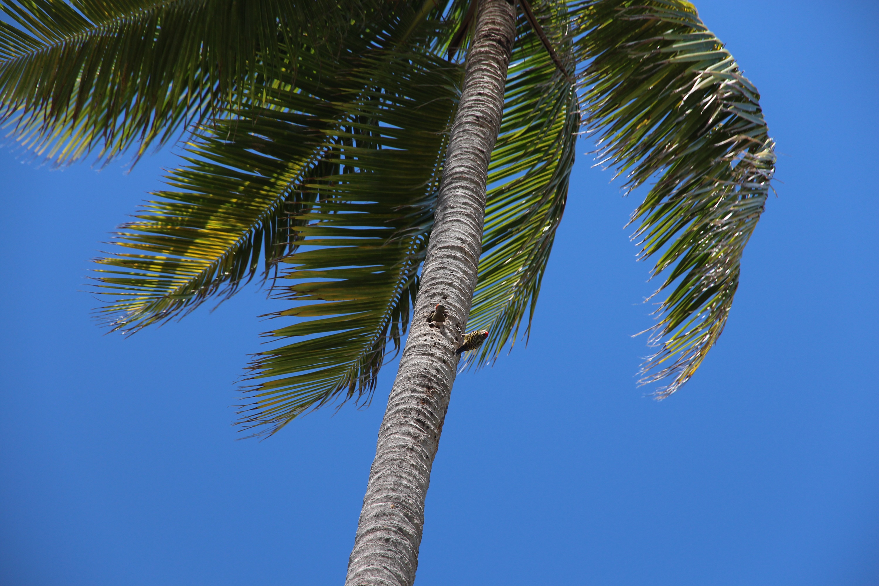 Palma Tree Tropical free image download