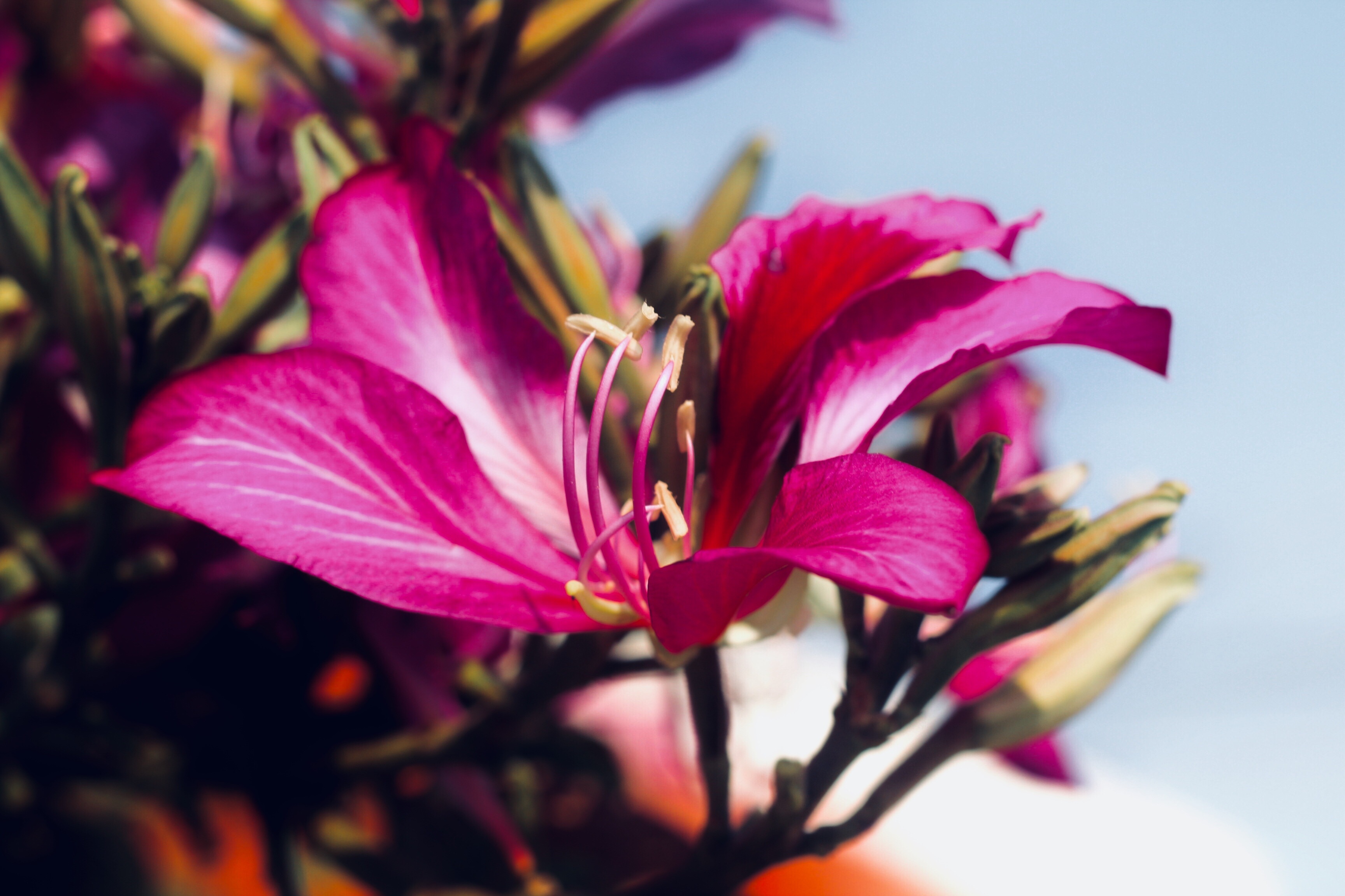 Nature Flower Flora free image download