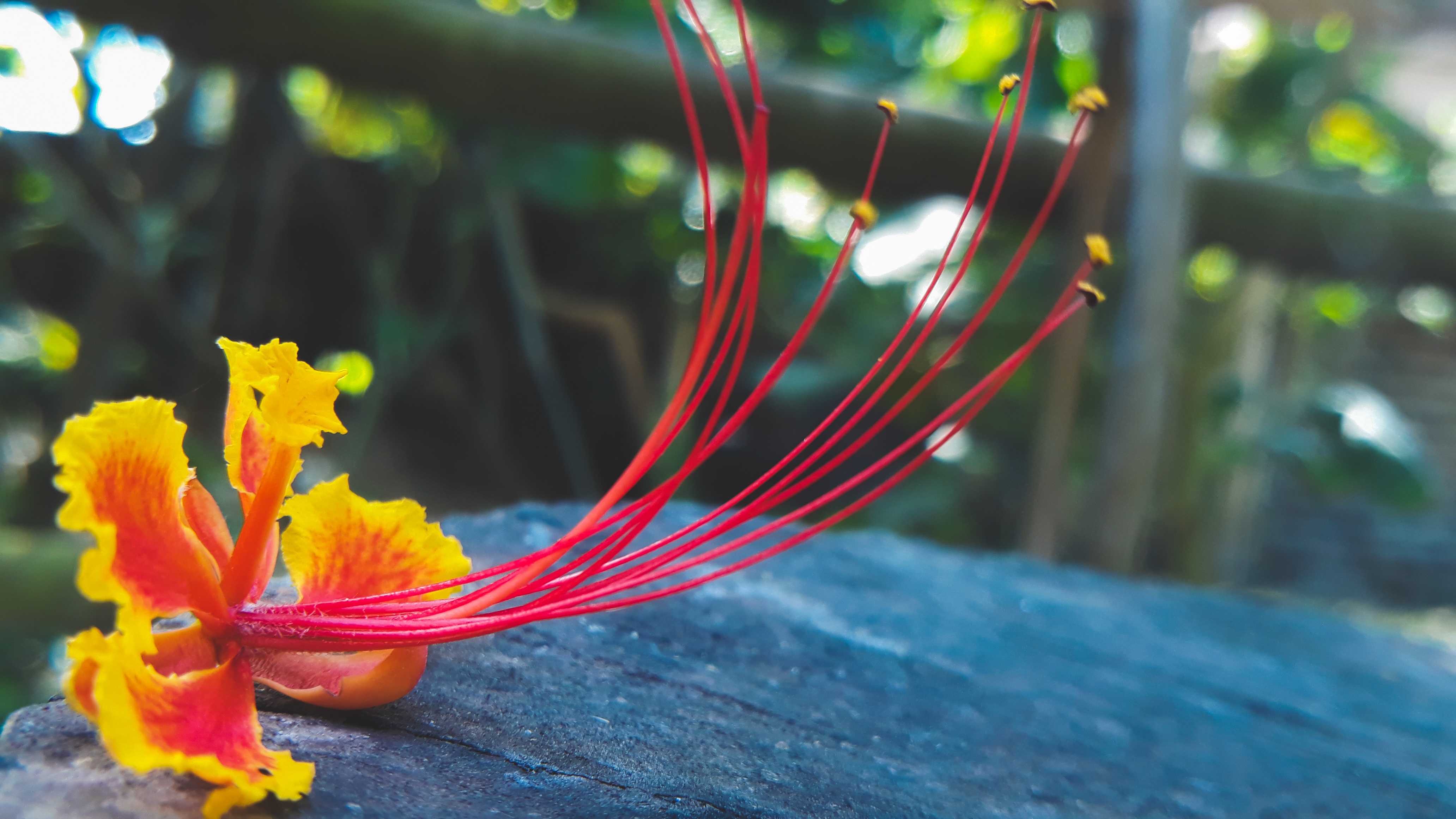 Nature Flower Leaf free image download
