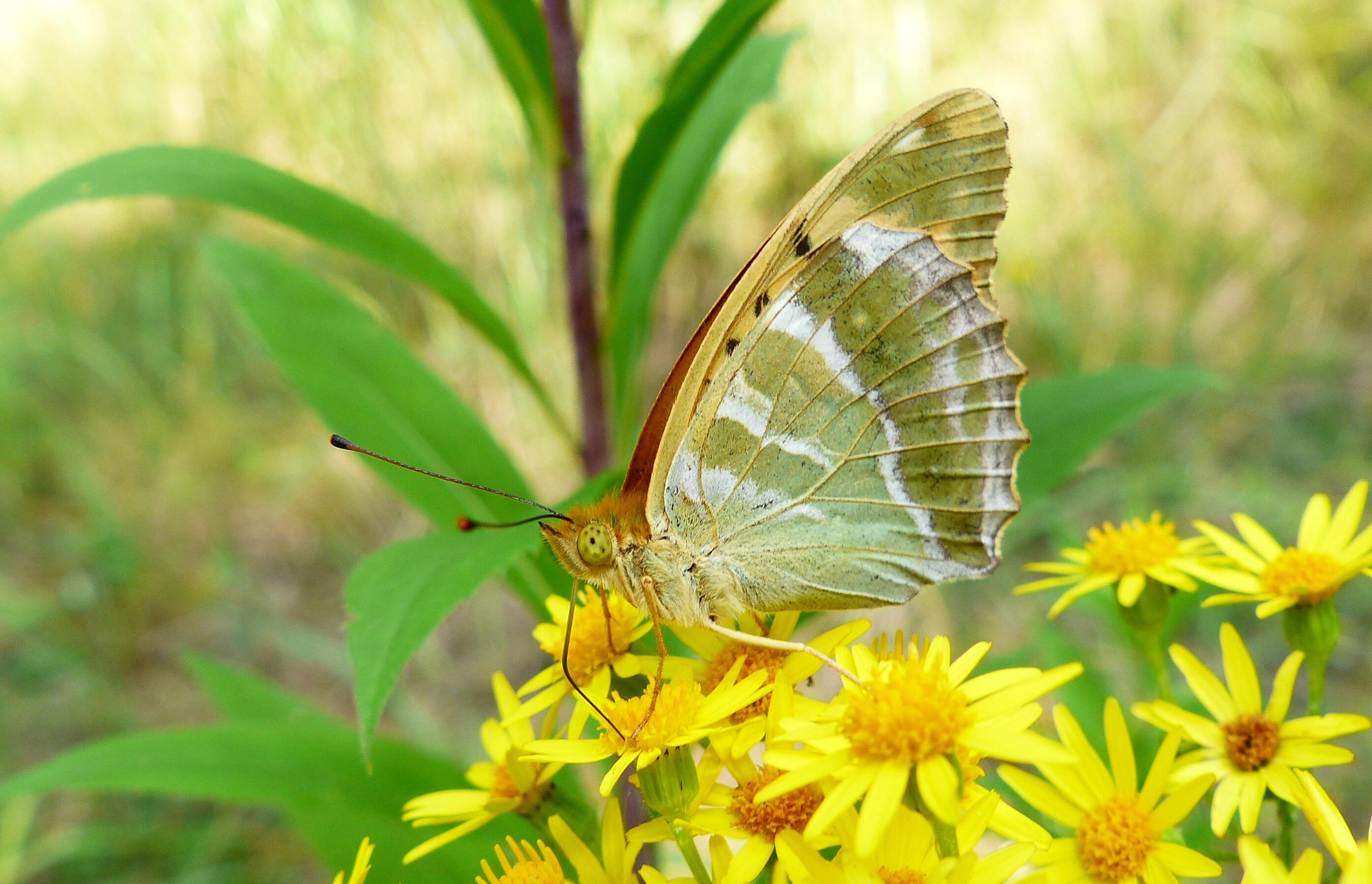 Nature Insect Butterfly Day free image download