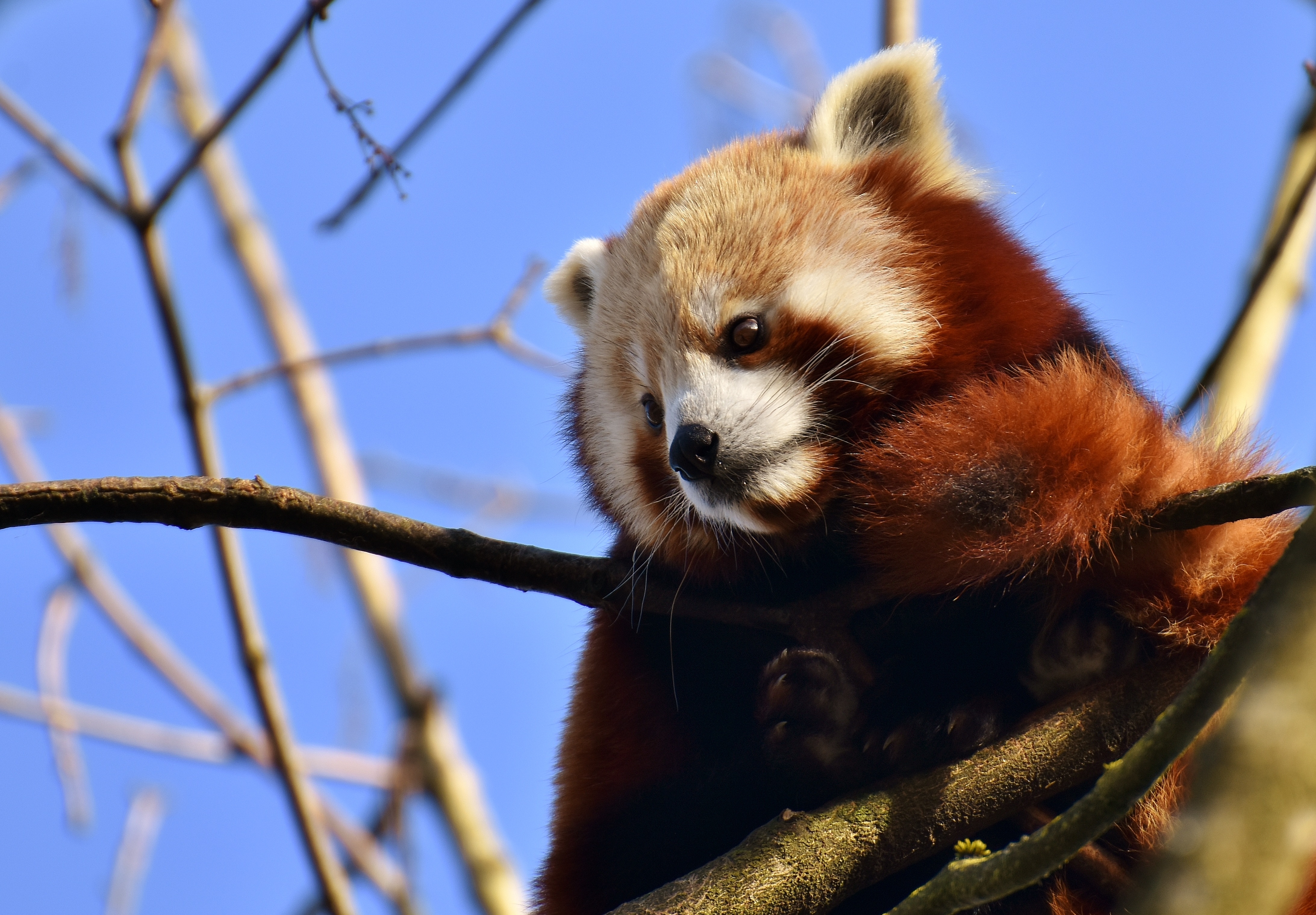 Panda Red Bear Cat Ailurus free image download