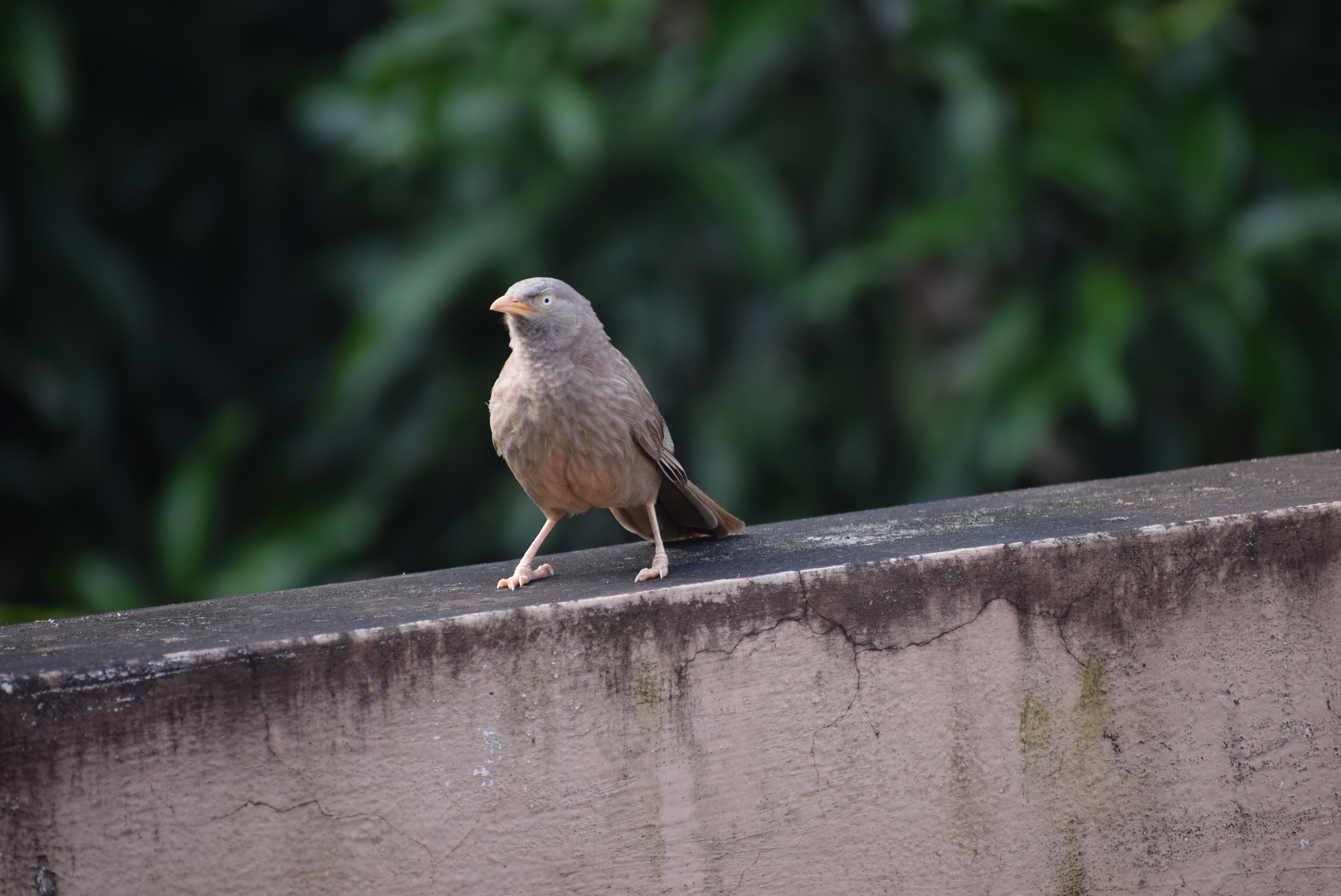 Bird Babbling Nature Jungle free image download