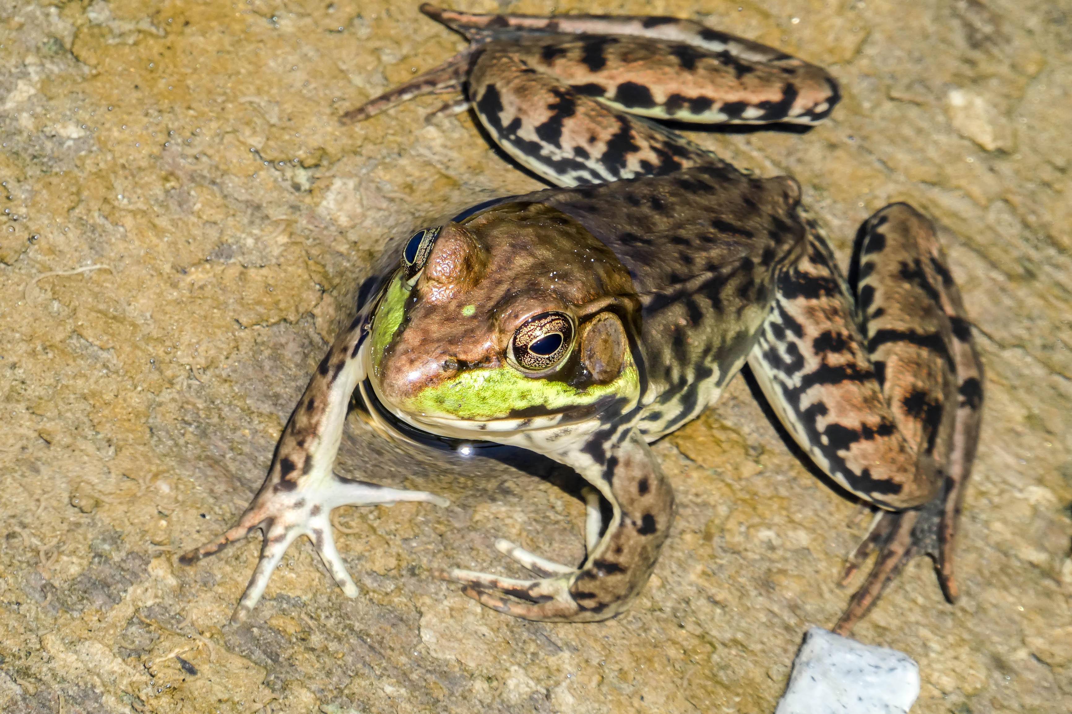 Nature Animal World free image download
