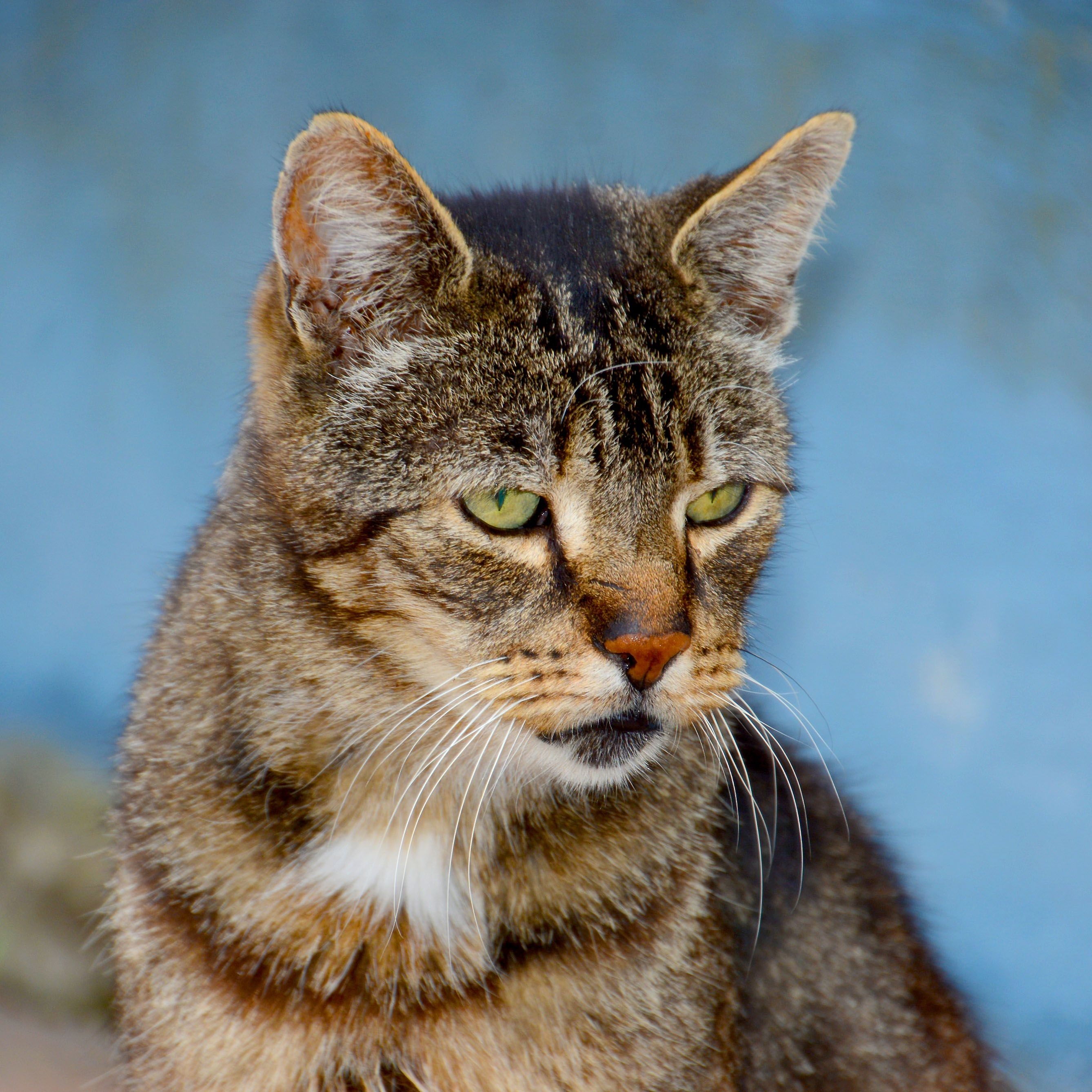 Cat Animal Mammal free image download