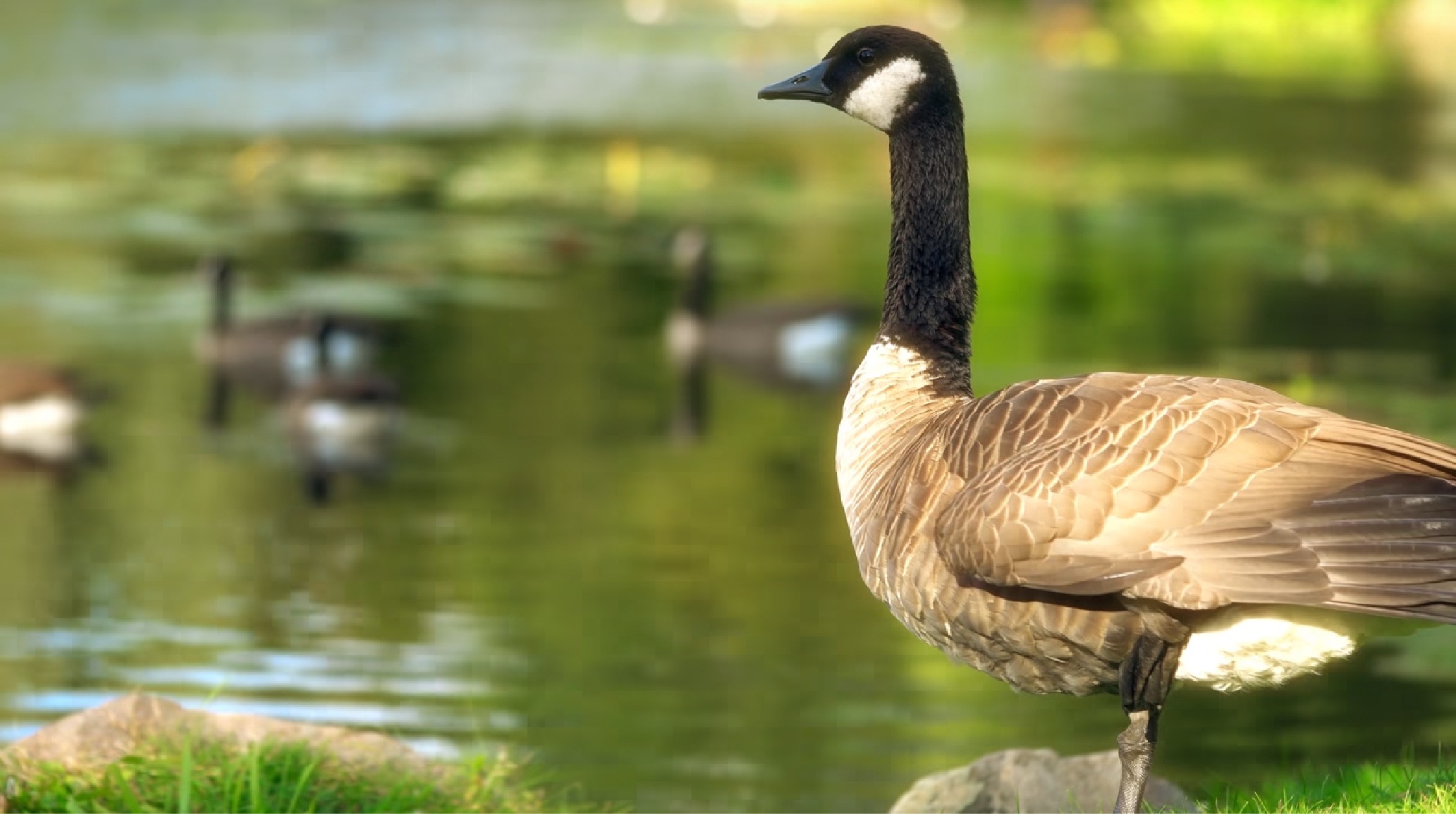 Nature Pool Bird free image download