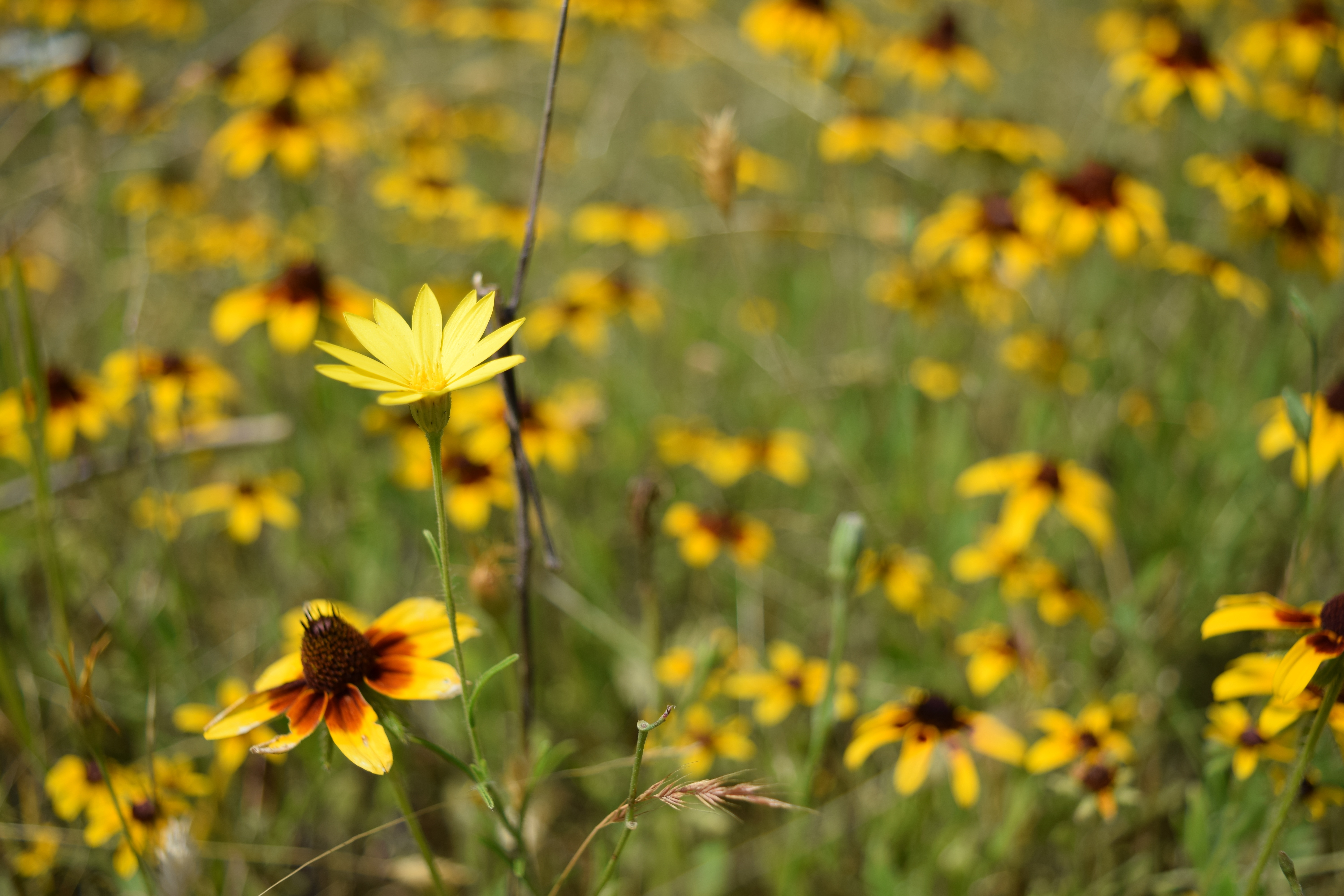 Flower Texas Field free image download